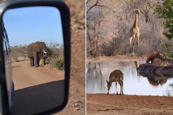 Spar kr. 5001 | Temba Safari | Fantastisk safari tur i Sydafrik...