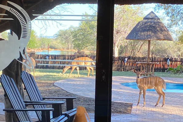 Spar kr. 5001 | Temba Safari | Fantastisk safari tur i Sydafrik...